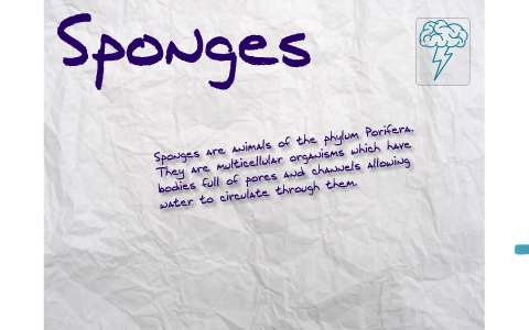 Invertebrate Diversity by angelina coyle on Prezi