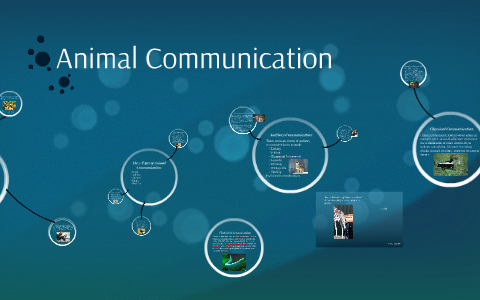 Animal Communication by Jacob Arbeid on Prezi