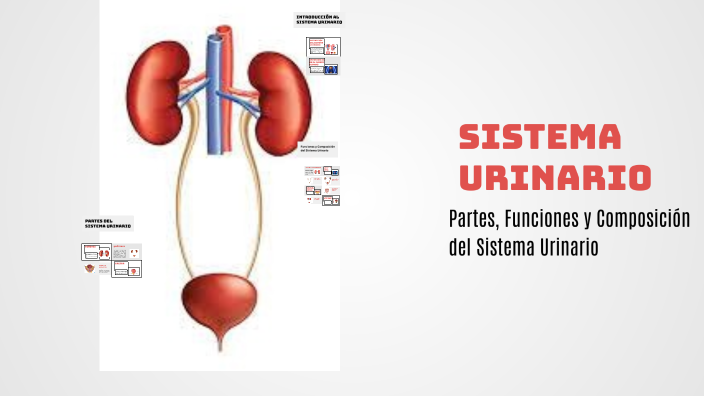 Sistema Urinario by PAOLA JACQUELINE RAZO ESCALERA on Prezi
