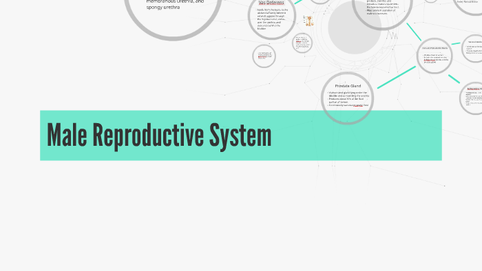 Male Reproductive System by ethan frias on Prezi