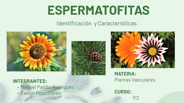 ESPERMATOFITAS by EVELYN POZO FLORES on Prezi