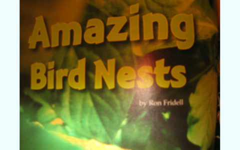 "Amazing Bird Nests" by Luke Bergeson on Prezi