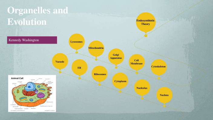 Organelles and Evolution by Kennedy Washington