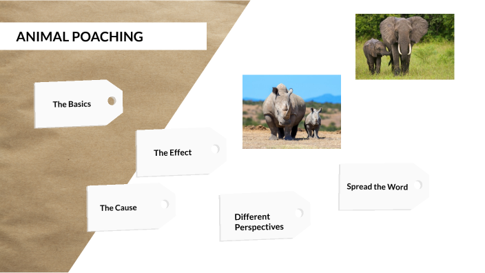 Social Studies: Poaching. by Roxanne Railton on Prezi