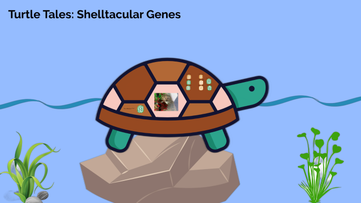 Crossing Shells by Angel Garcia on Prezi