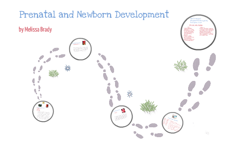 Prenatal and Newborn Development Brochure by Melissa Brady on Prezi