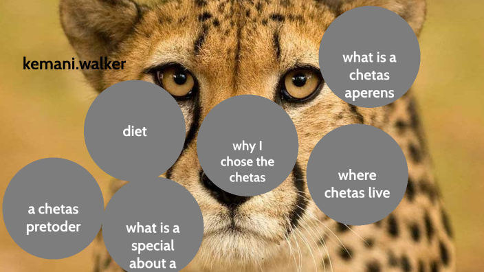 Animal Research by Kaden Jones on Prezi