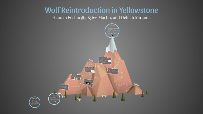 Wolf Reintroduction in Yellowstone by Kylee Martin on Prezi