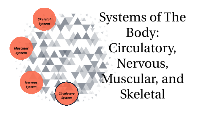 Systems Of The Body: Circulatory, Nervous, Muscular, and Skeletal by ...