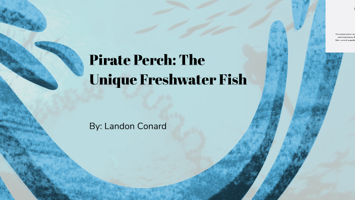 Exploring the Pirate Perch by Landon Conard on Prezi
