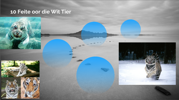 Die Wit Tier by Graeme Scott on Prezi