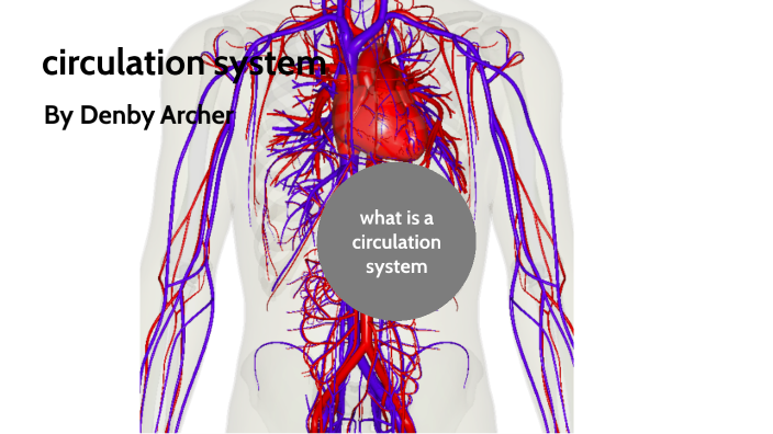 circulation system by den by on Prezi