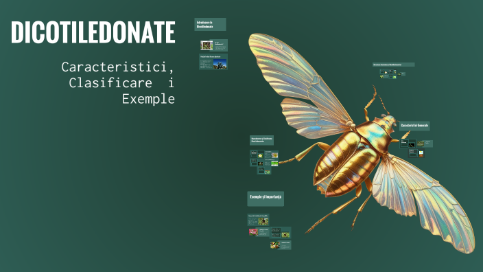 DICOTILEDONATE by mkatt tttt on Prezi