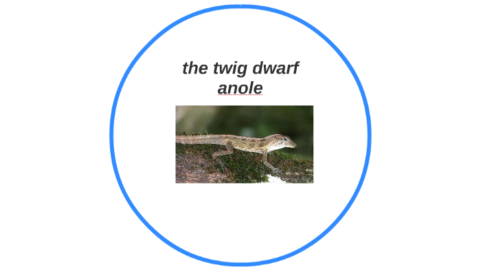 The Twig Dwarf Anole by isaiah wheatley on Prezi