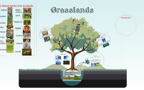Grasslands by Brandon D'Amico on Prezi