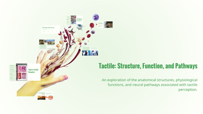 Tactile: Structure, Function, and Pathways by Dr. Mamatha on Prezi