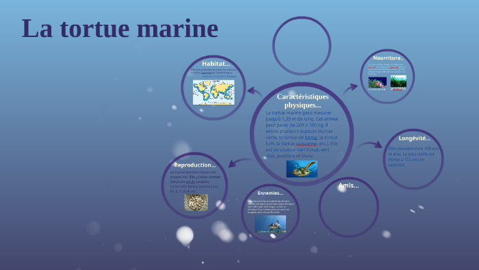 La tortue marine by Mya Landry on Prezi