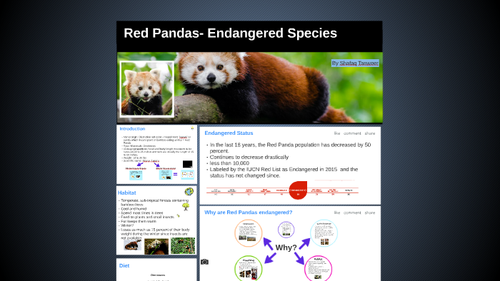 Red Pandas- Endangered Species by shafaq tanweer on Prezi