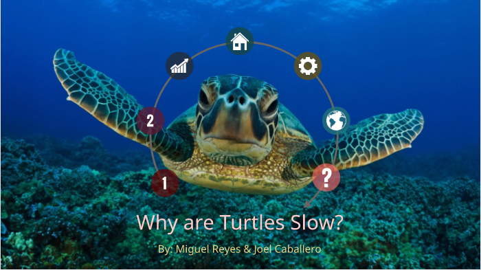Why are Turtles Slow? by Miguel Reyes on Prezi