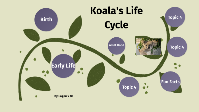 Koala's Life Cycle by Logan Van Den Berg on Prezi