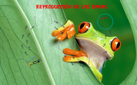 REPRODUCCIÓN DE LAS RANAS by on Prezi