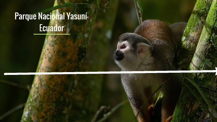 Linea de tiempo PNY by fernanda tupaz on Prezi