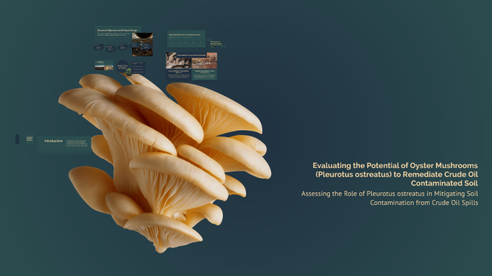 Evaluating the Potential of Oyster Mushrooms (Pleurotus ostreatus) to ...