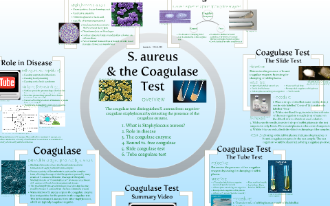 Staphylococcus aureus & the Coagulase Test by Jeanny Le on Prezi