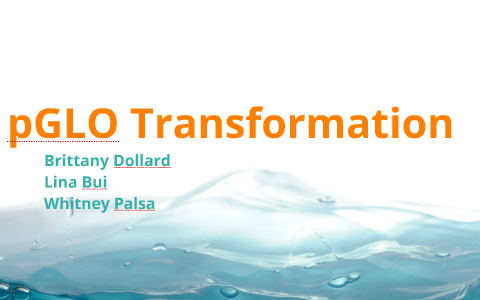 pGLO Transformation by Brittany Dollard on Prezi