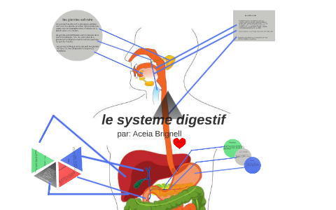 Le Systeme Digestif by ace b on Prezi