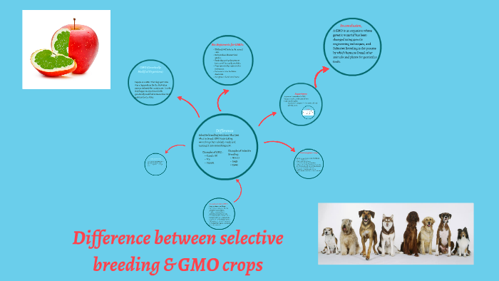 Difference between selective breeding & GM crops by alessandra huizar ...