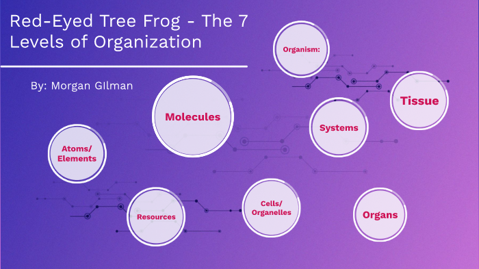 7 levels of organization by Morgan Gilman on Prezi
