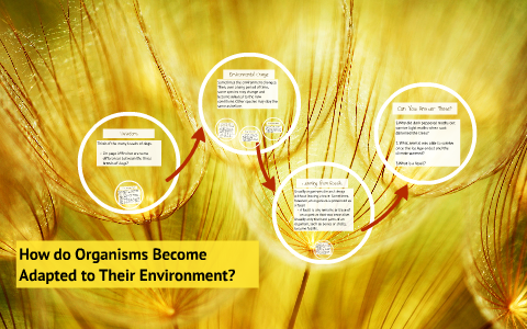 How do Organisms Become Adapted to Their Environment? by Korrie Davis ...