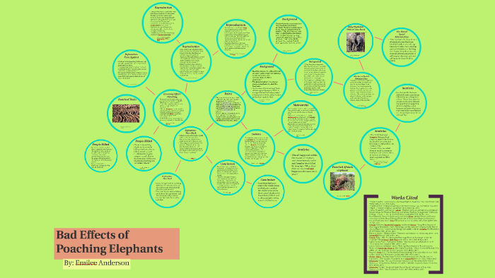 Bad Effects of Poaching Elephants by Emilee Anderson on Prezi