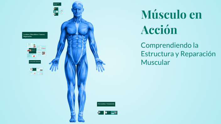 Músculo en Acción by Priscila Reyes Pèrez on Prezi
