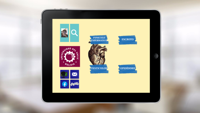 Funiculo espermatico, escroto y testiculos. by Ostin Santander on Prezi