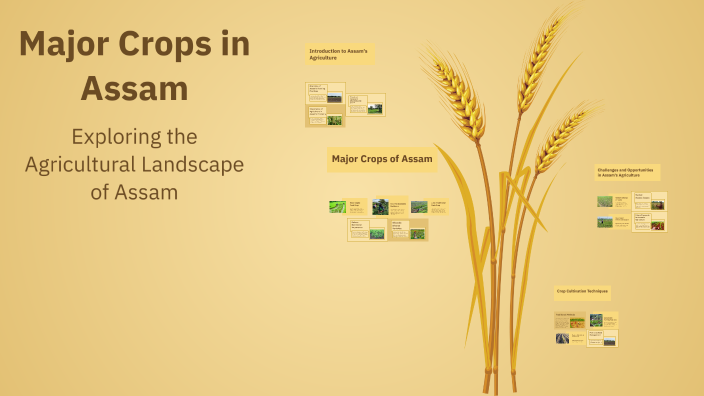 Major Crops in Assam by safwaan pochi on Prezi