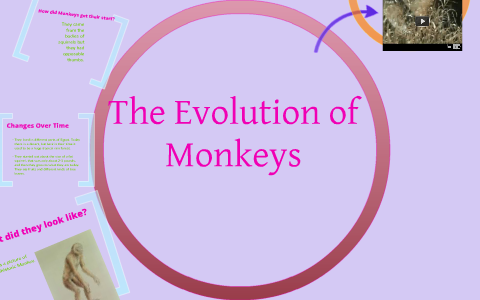 The evolution of Monkeys by Emily Vander Laan on Prezi
