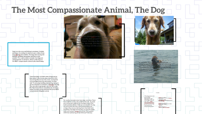The Most Compassionate Animal, The Dog by Luke Rasmussen on Prezi