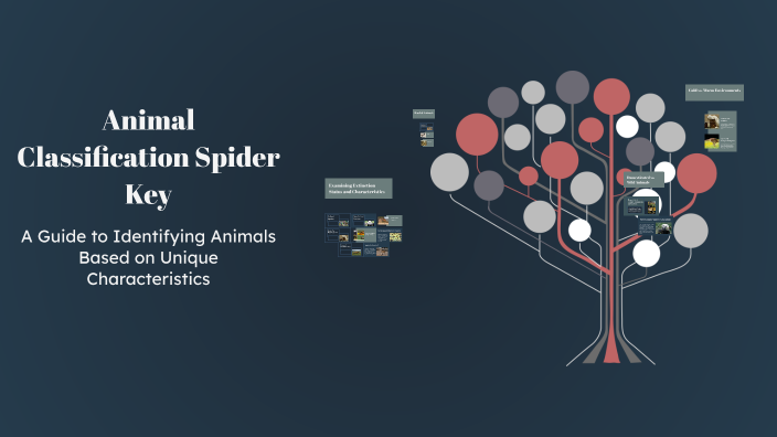 Animal Classification Spider Key by Arjan Chahil on Prezi