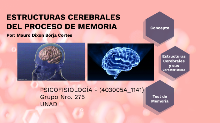 Estructuras Cerebrales Del Proceso De Memoria By Mauro Dickxon Borja