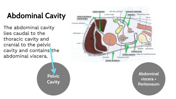 Abdominal Cavity by Emma Lamb on Prezi