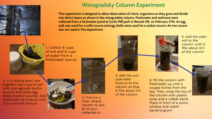 Winogradsky Column Experiment by ardita gjonbalaj on Prezi