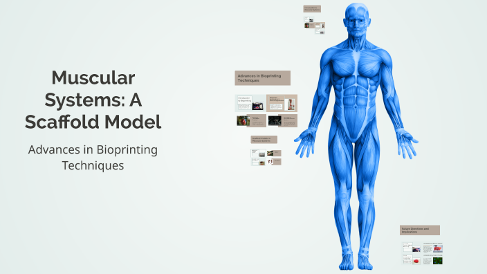 Muscular Systems: A Scaffold Model by Anu Arpitha S Anu Arpitha S on Prezi