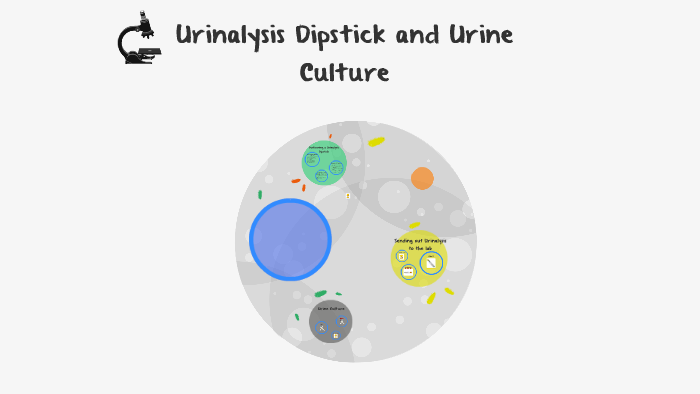 Urinalysis Dipstick and Urine Culture by Marie Floro on Prezi