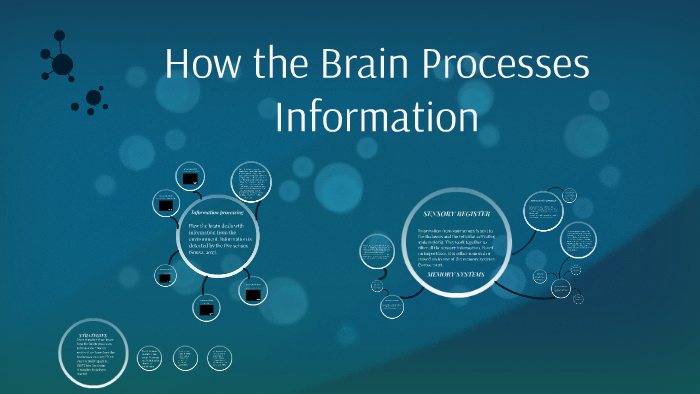 How the brain process information by Kendra Simpson on Prezi