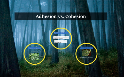 Cohesion Vs Adhesion