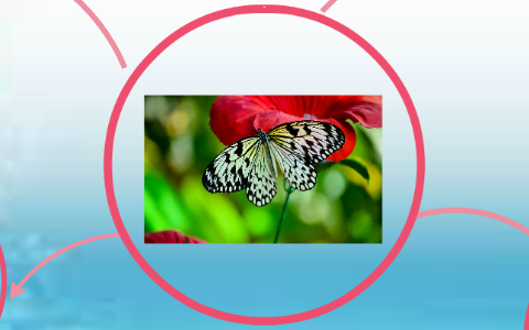 SYMBOLISM OF THE MARIPOSA (butterfly) by MARIELA BARRERA on Prezi