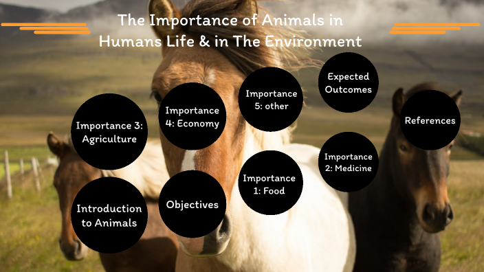 The Importance of Animals in Humans' Life and in The Environment by ...