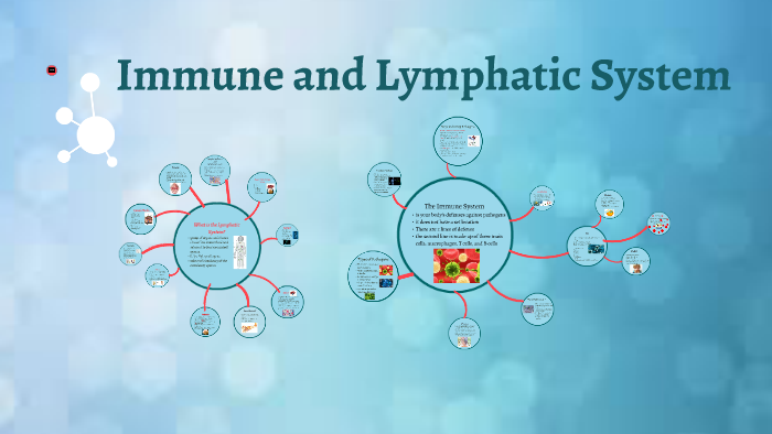 Immune and Lymphatic System by Talia Herrera on Prezi